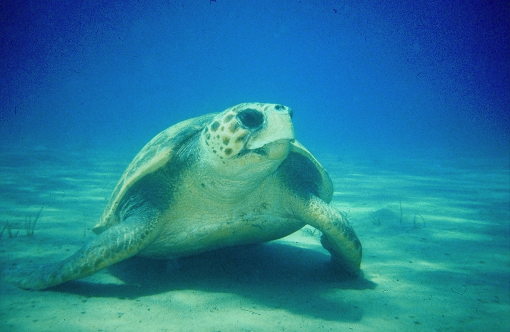 Loggerhead sea turtles (Caretta) - Marine Life Identification