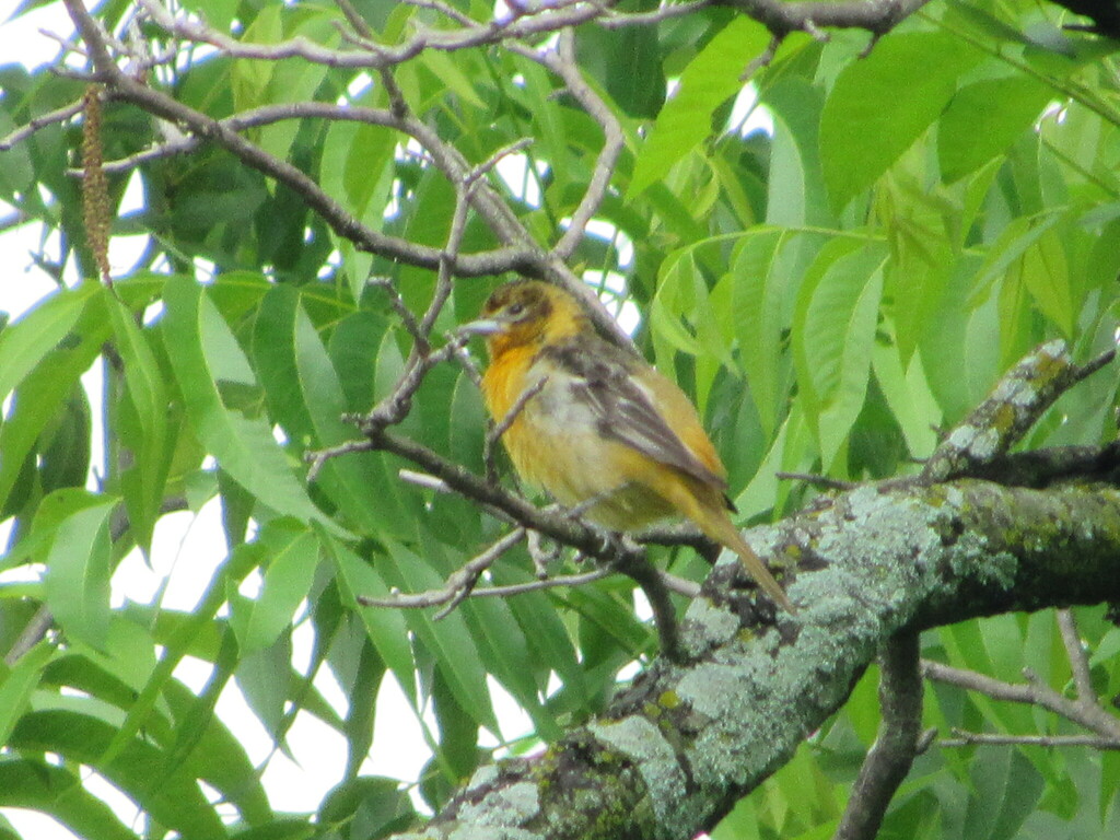 Baltimore Oriole from Benbrook, TX, USA on May 5, 2024 at 09:34 AM by ...
