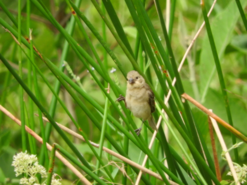 Typical Seedeaters and Seed-Finches from Aula Ambiental Terranova on ...