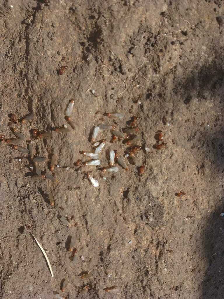 Labidus coecus from Manzana 038, 50640 San Felipe del Progreso, Méx ...