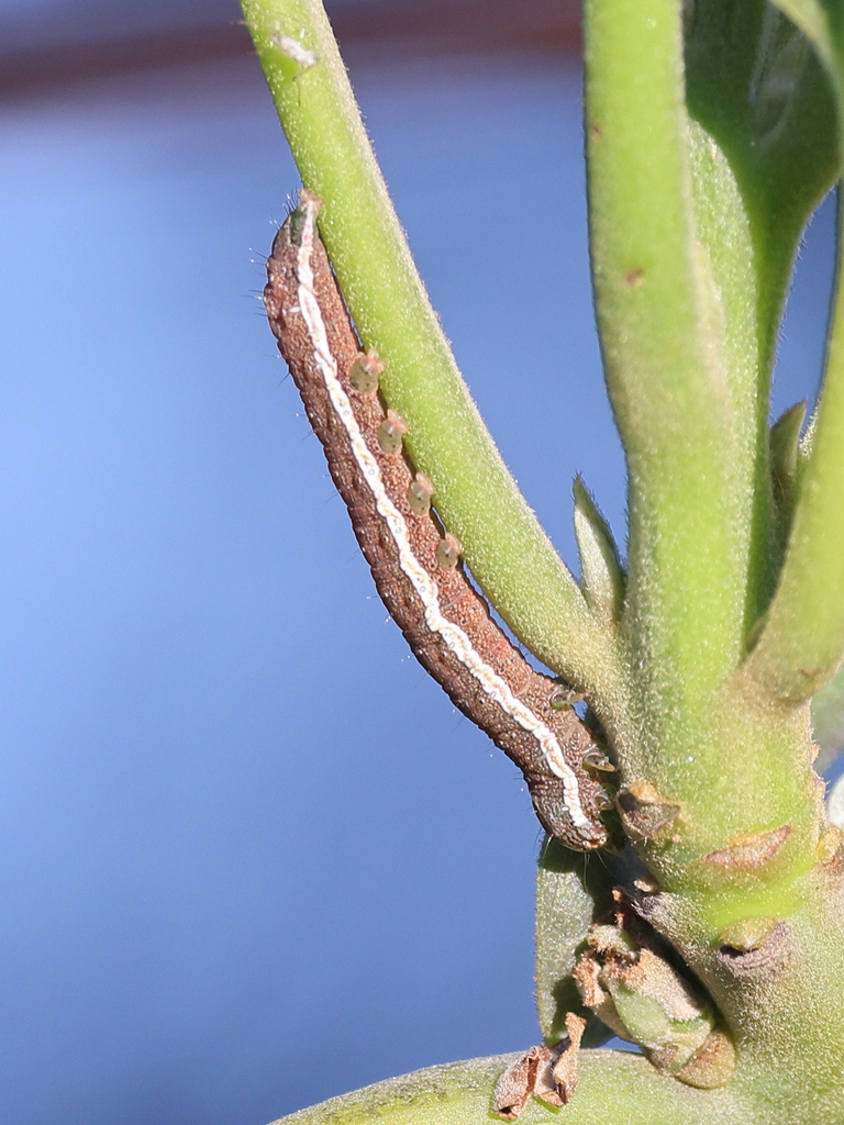 Citrus Cutworm from Wilton, CA, USA on May 6, 2024 at 06:39 PM by L ...