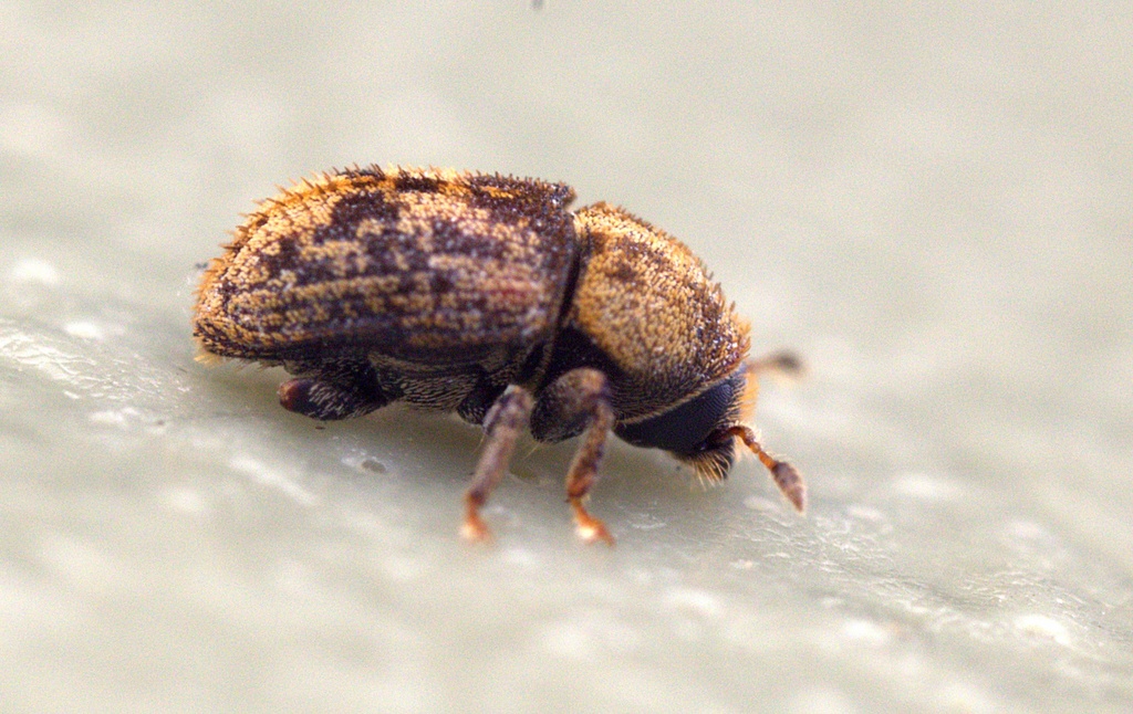Pittosporum bark beetle from Ruawai, New Zealand on April 22, 2023 at ...