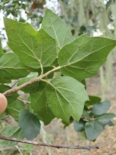 American subevergreen oak complex (Complex Quercus agrifolia) · iNaturalist