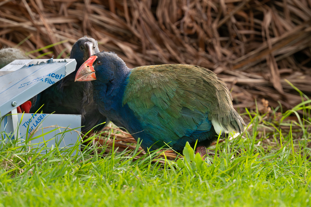 Swamphens and Blue Gallinules (Porphyrio) - Avian Discovery