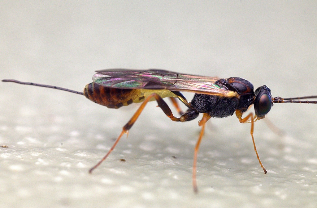 Ichneumonid Wasps from Ruawai, New Zealand on May 4, 2023 at 09:49 AM ...