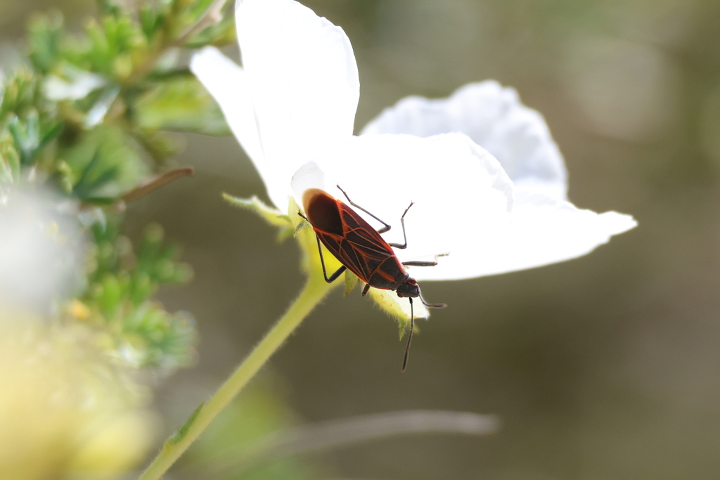 Western Boxelder Bug from University, Riverside, CA 92507, USA on May 6 ...