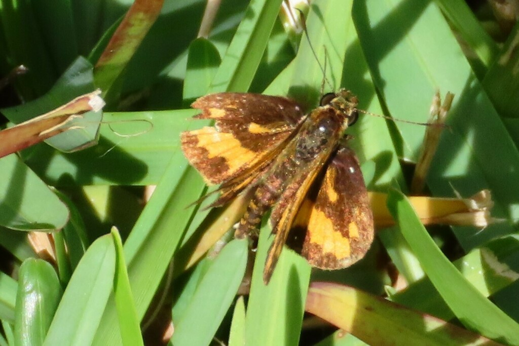 Wide-brand Grass-dart in May 2024 by Christine Rand · iNaturalist
