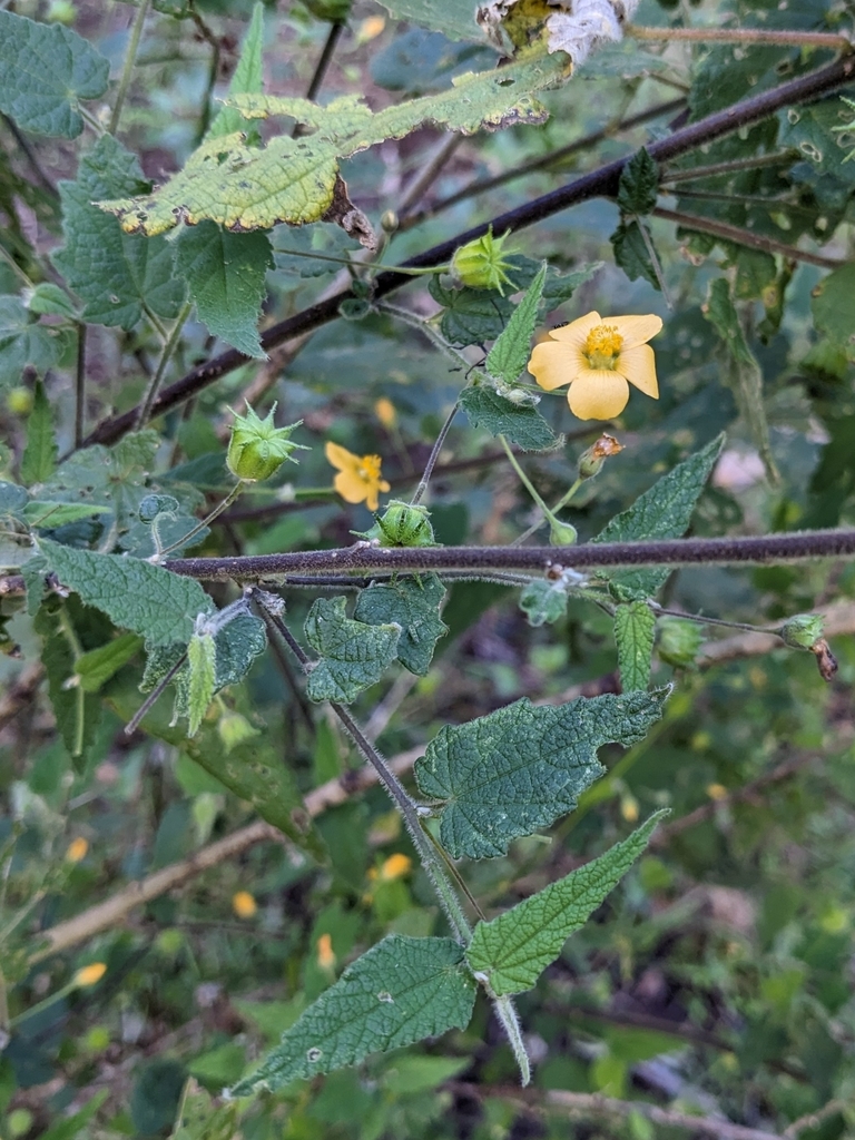 straggly lantern-bush from Yarrowitch NSW 2354, Australia on April 21 ...