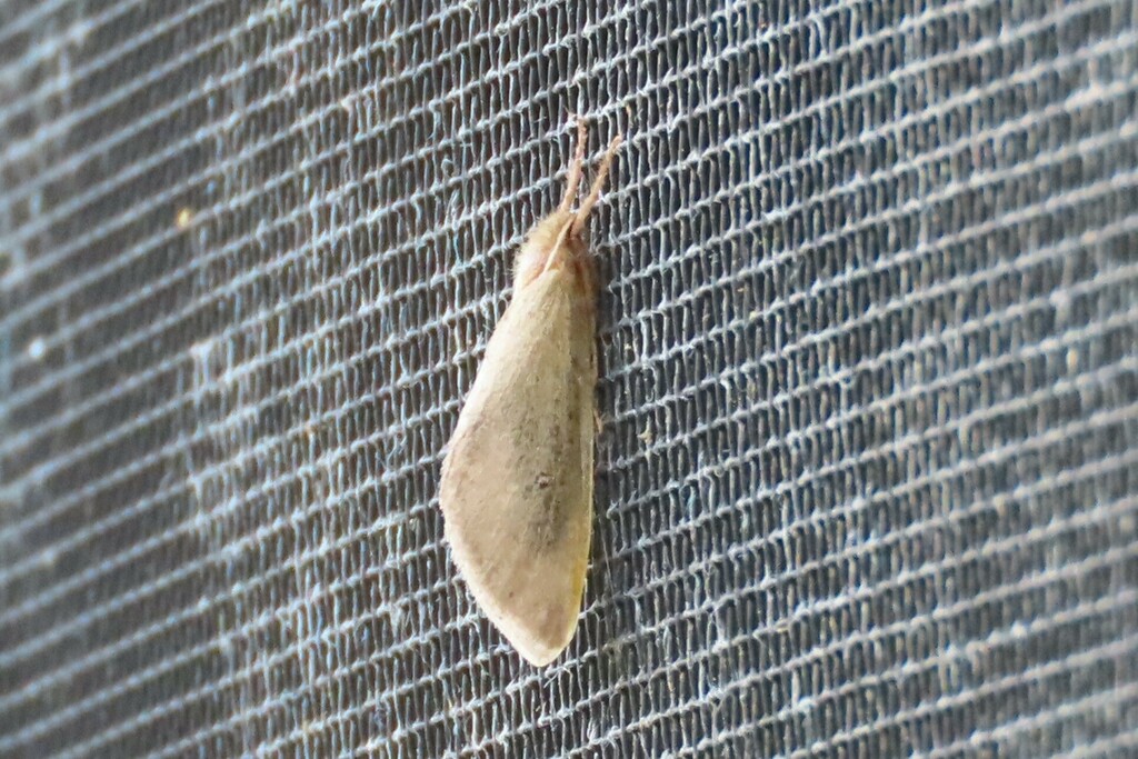 Primitive Ghost Moths from Coomba Park NSW 2428, Australia on May 7 ...