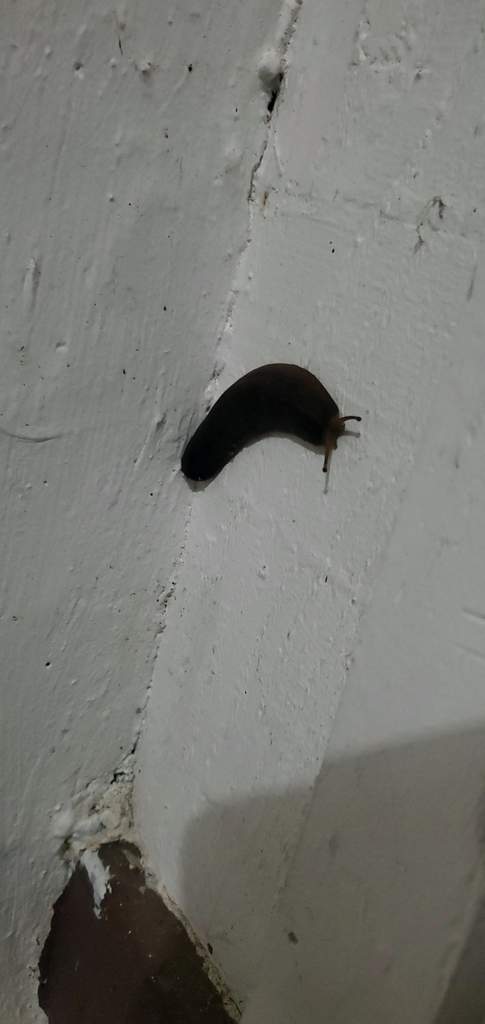 Cuban Leaf Slug from TKO-Y, Ngetkib, 9G78+HJG, Airai, Palau on May 6 ...