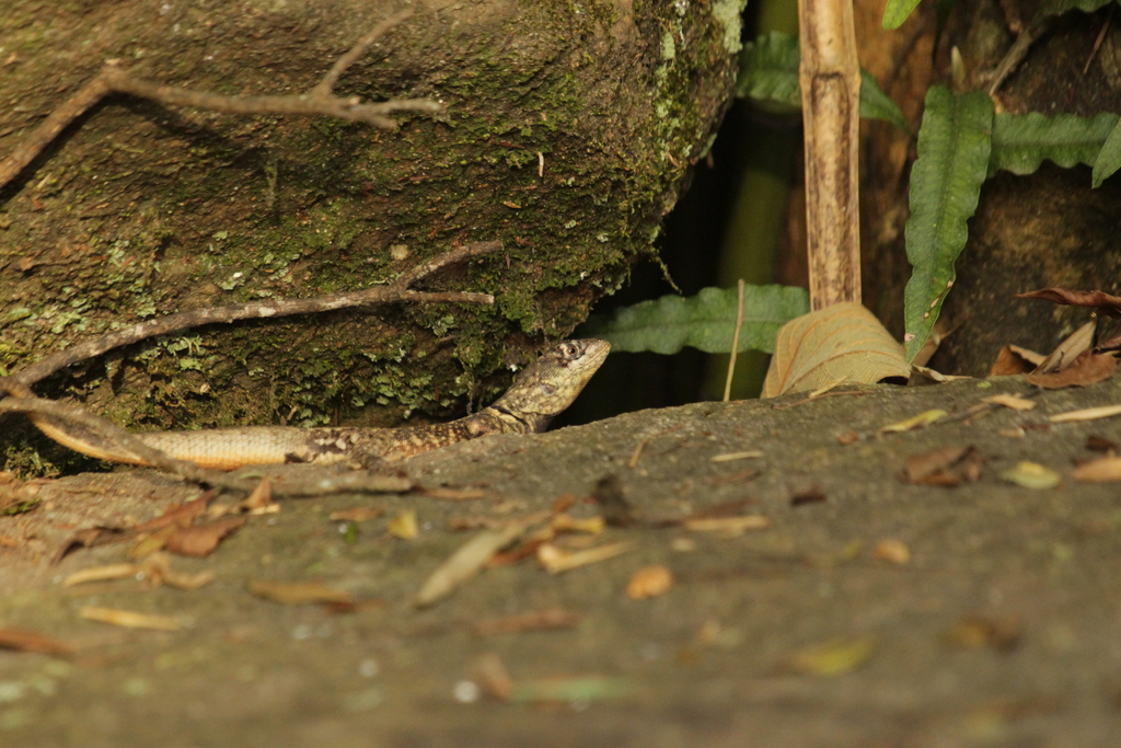 Western Collared Spiny Lizard from Butantã, São Paulo - State of São ...