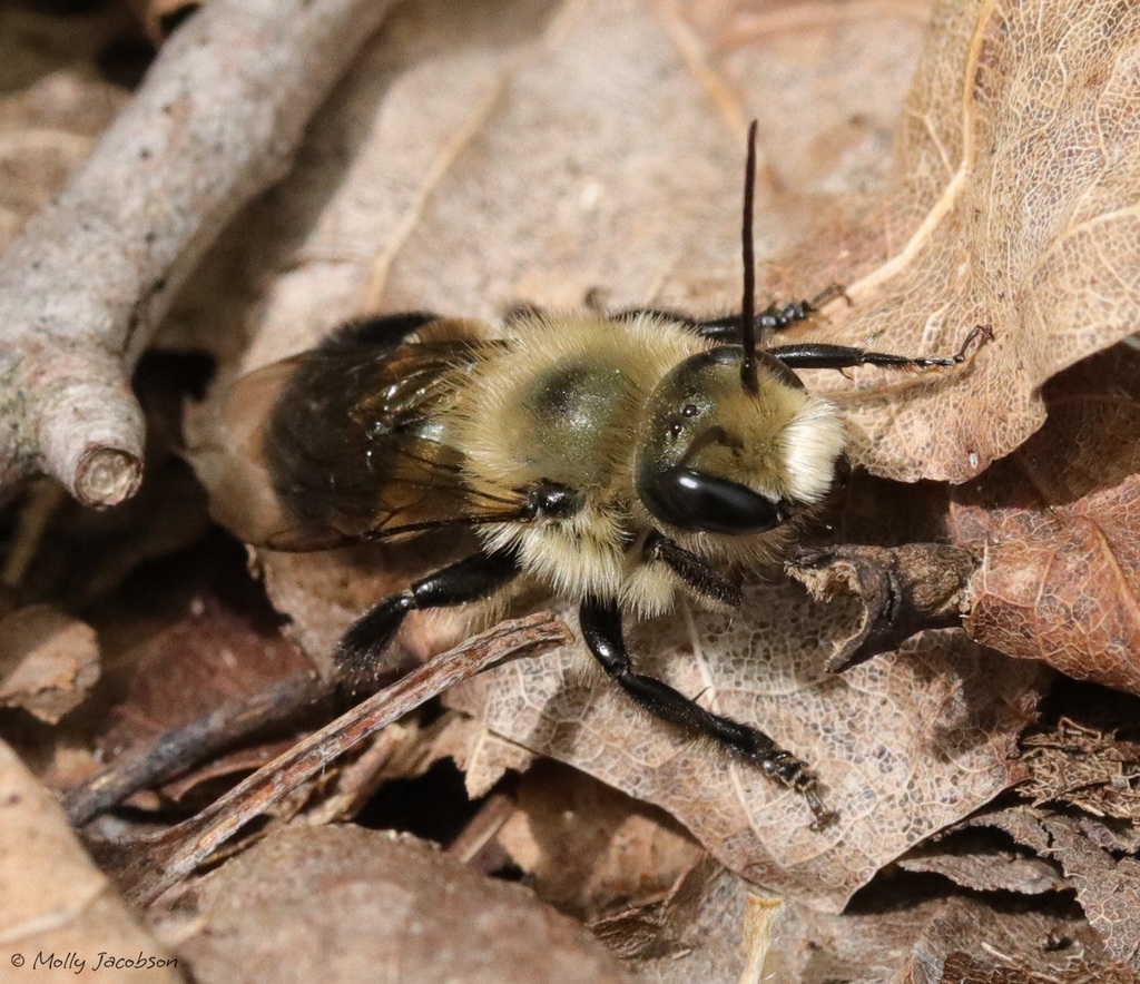 Bufflehead Mason Bee from Baltimore Woods Nature Center on May 3, 2024 ...