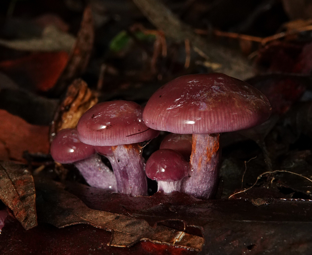 Thaxterogaster submagellanicus from Sydney NSW, Australia on May 6 ...