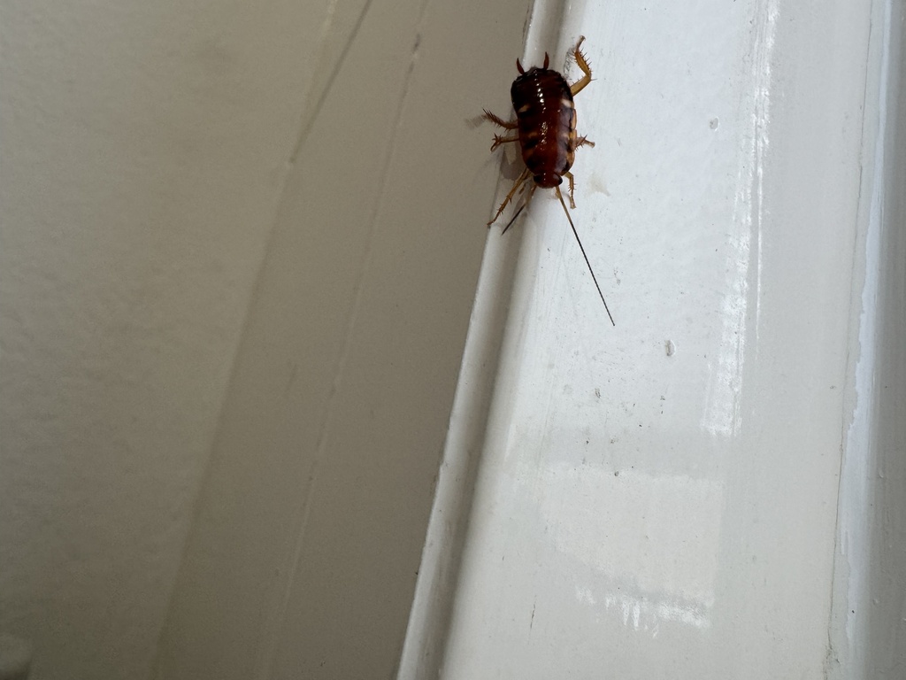 Australian Cockroach from Ourimbah Rd, Mosman, NSW, AU on May 7, 2024 ...