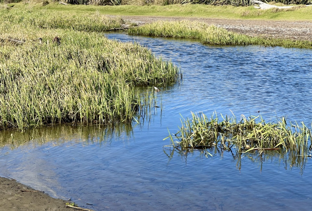 reed meadowgrass from North Island / Te Ika-a-Māui, Ōtaki, Wellington ...