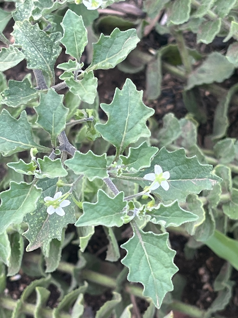 Wonderberry from Jonkershoek Nature Reserve, Stellenbosch, WC, ZA on ...