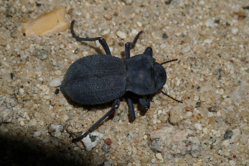 Schizillus laticeps from San Diego County, CA, USA on May 5, 2024 at 07:29 PM by Anthony Ye ...