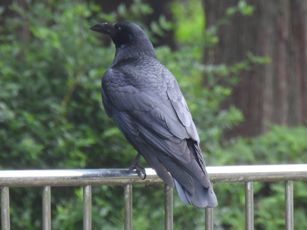 Large-billed Crow from Naritanishi, Suginami City, Tokyo 166-0016 ...