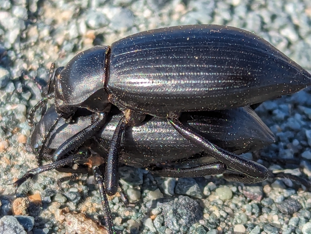 Eleodes gracilis from Imperial Beach, CA, USA on May 5, 2024 at 05:02 ...