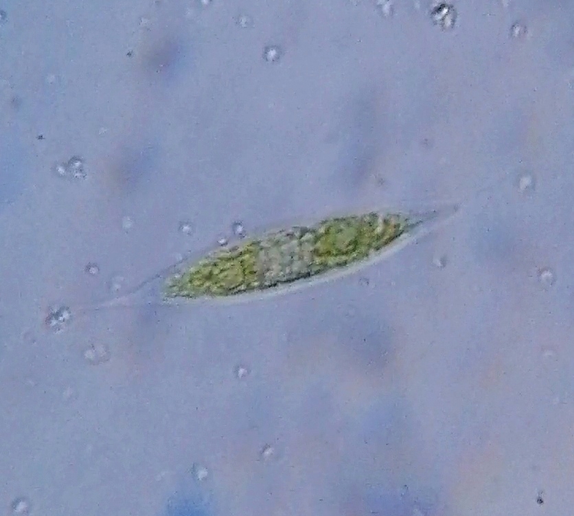 Chlorogonium elongatum from Novosibirskiy rayon, RU-NS, RU on May 7 ...