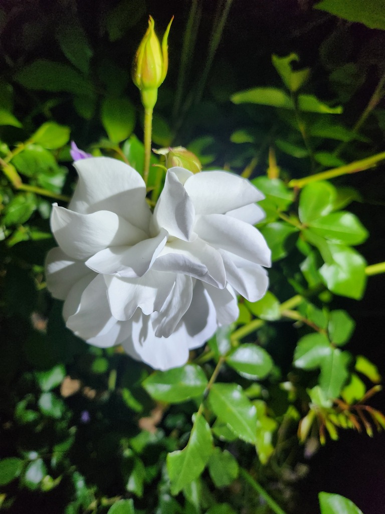 white rose of York from Woodcrest, CA, USA on May 6, 2024 at 10:49 PM ...