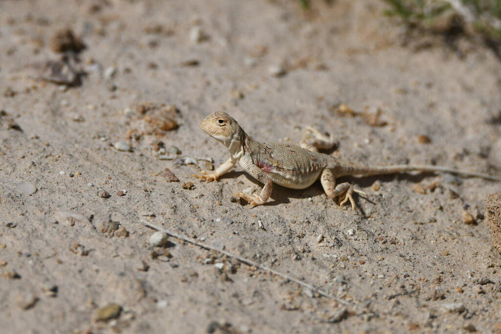 Phrynocephalus guttatus alpherakii from Панфиловский район, Казахстан ...