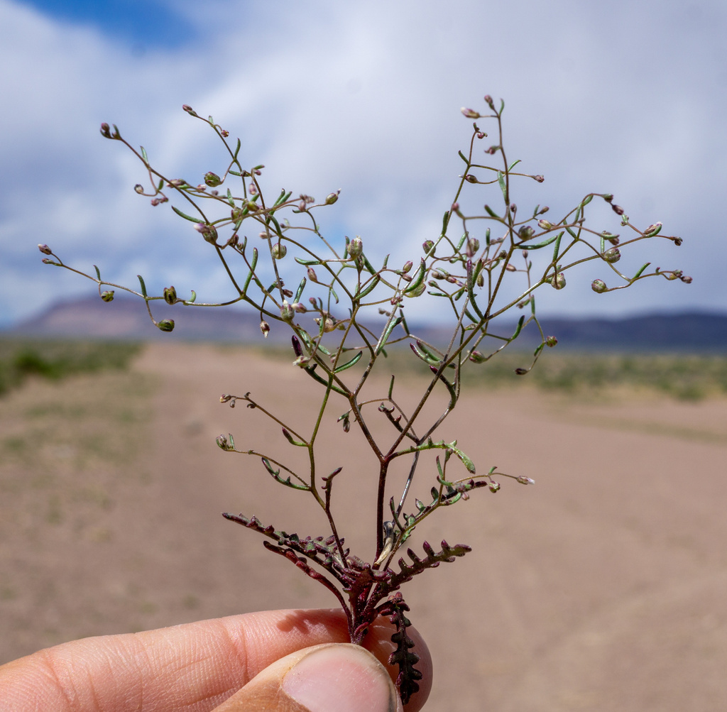 dainty aliciella from Twin Springs Ranch Rd, Tonopah, NV, US on May 5 ...