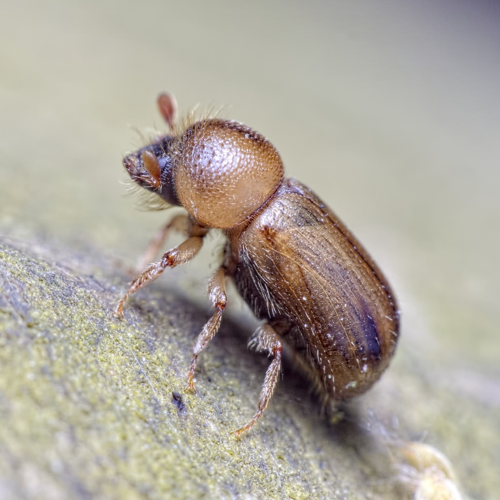 Trypodendron signatum from Corsier-sur-Vevey, Canton of Vaud ...