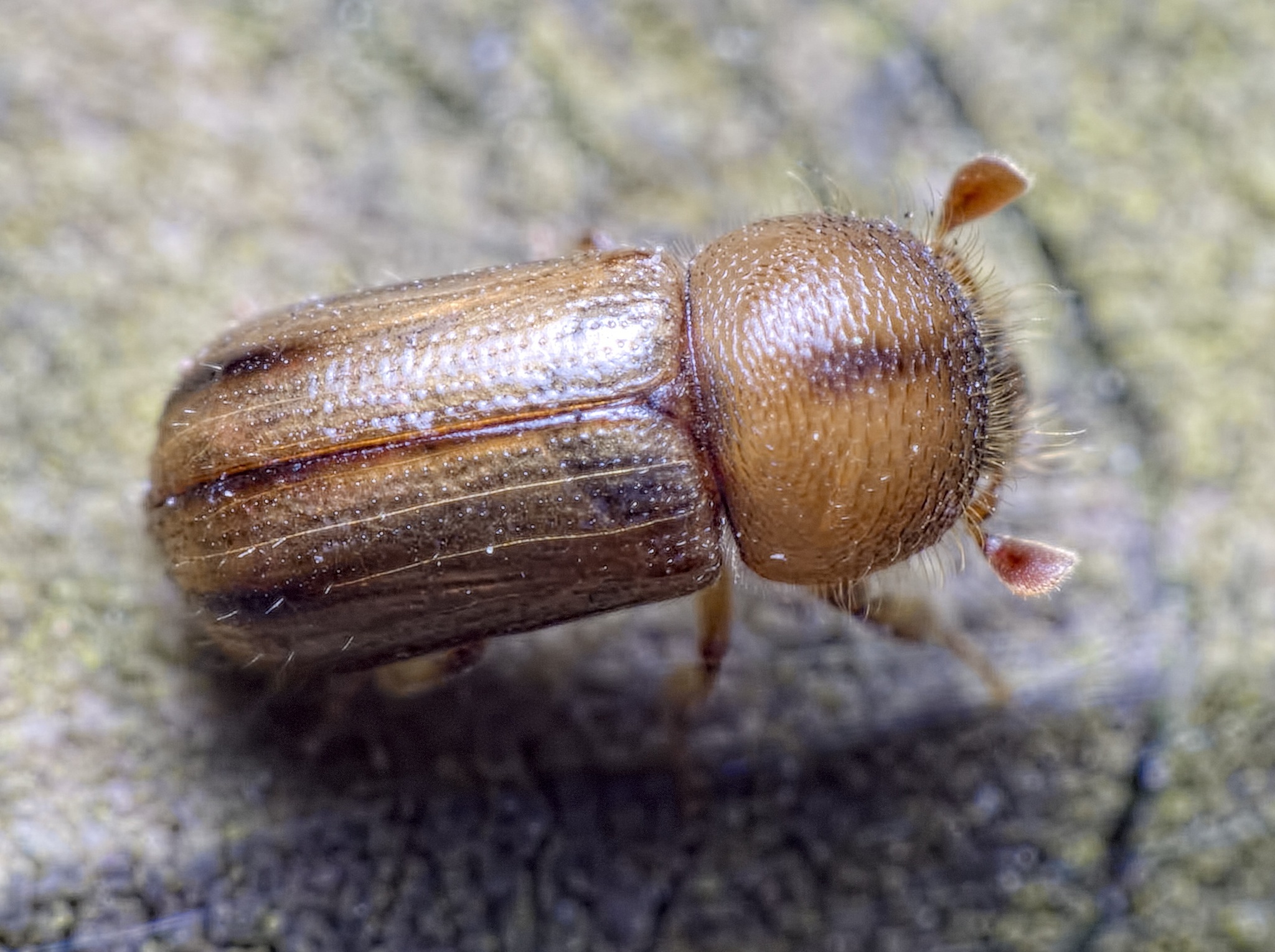 Trypodendron signatum (J.C.Fabricius, 1792)