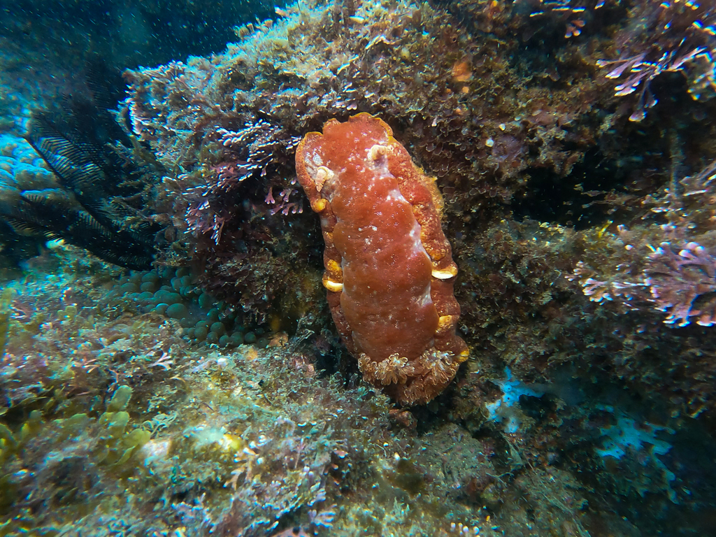 Decumbent Spanish Dancer from Tweed - Tweed-Heads, New South Wales ...
