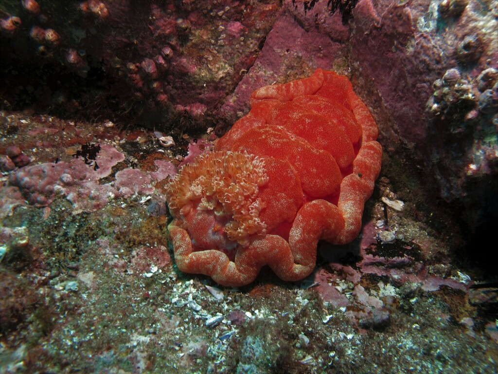 Decumbent Spanish Dancer from Kempsey, New South Wales, Australia on ...