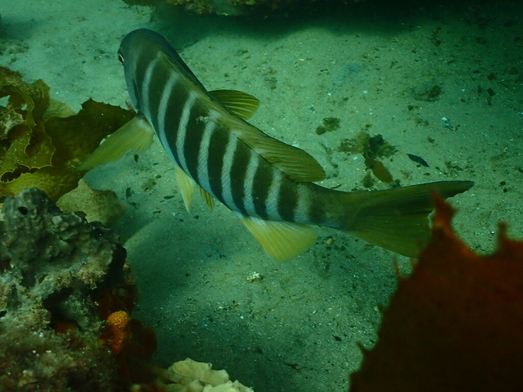 Zebrafish from Port Noarlunga on May 7, 2024 at 10:42 AM by Wayne ...