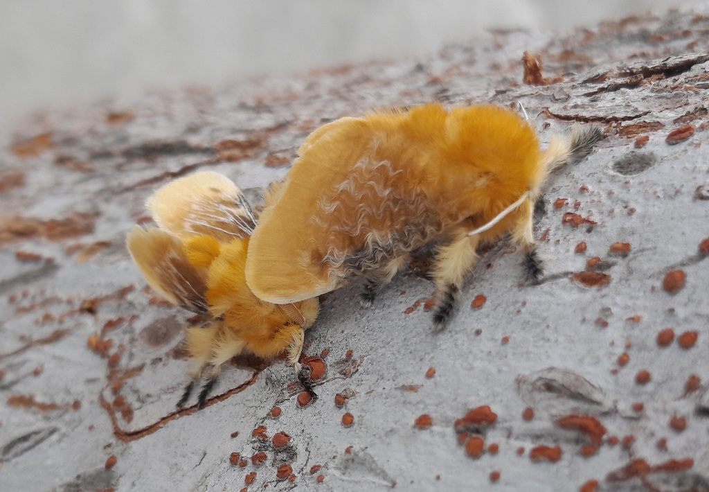 Southern Flannel Moth from Treinta y Uno de Diciembre, Guadalupe, N.L ...