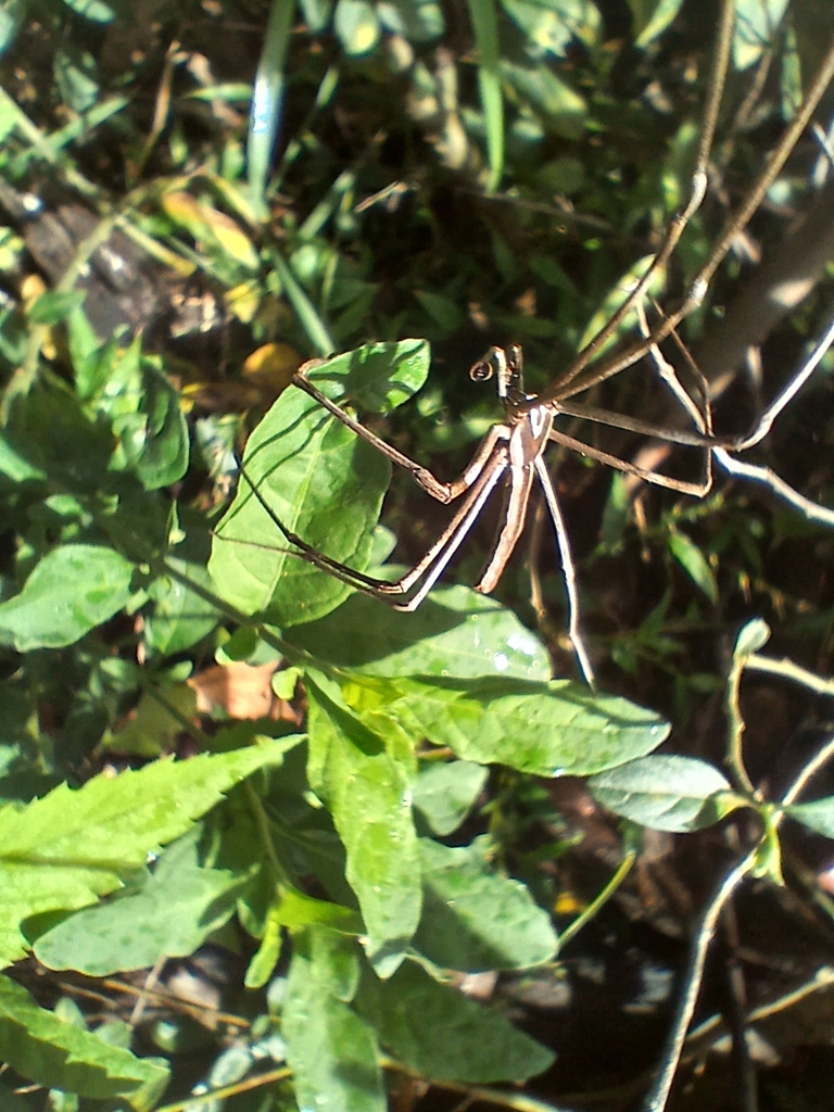 Rufous Net-casting Spider from Eastern Creek NSW 2766, Australia on May ...