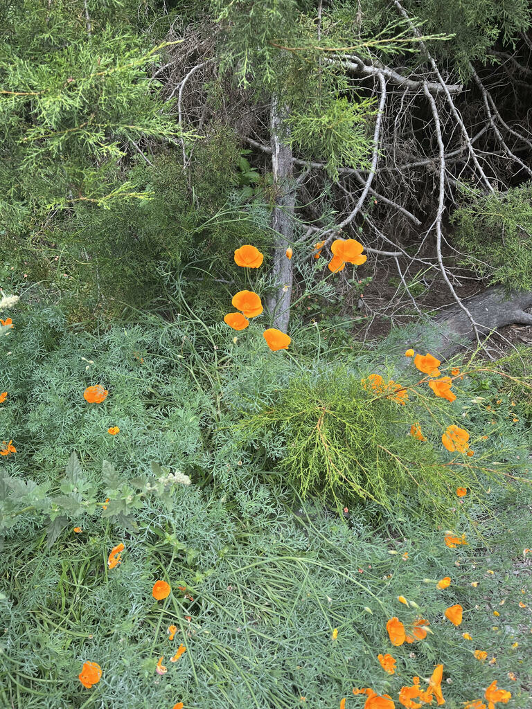 California poppy from Newport Beach, CA, USA on May 4, 2024 at 02:08 PM ...
