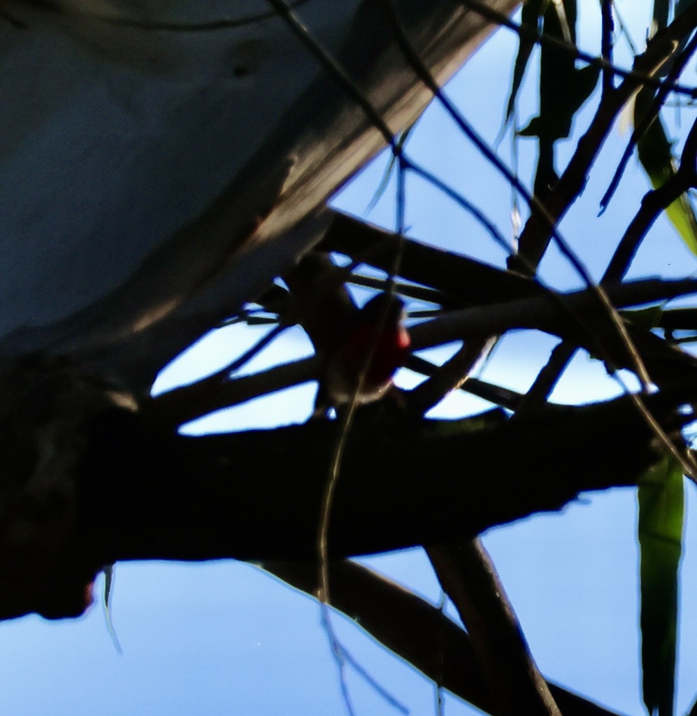 Rose Robin from Moondarra VIC 3825, Australia on May 7, 2024 at 10:12 ...