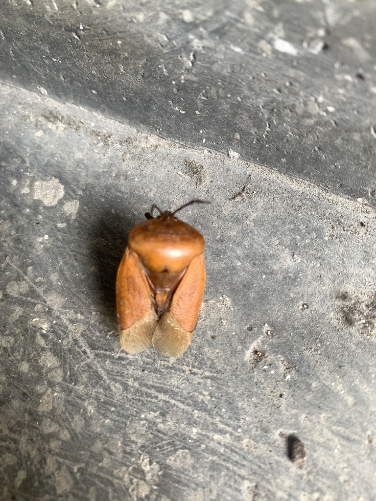 Lychee Stink Bug from 臺灣島, 新店區, NWT, TW on May 7, 2024 at 03:27 PM by ...