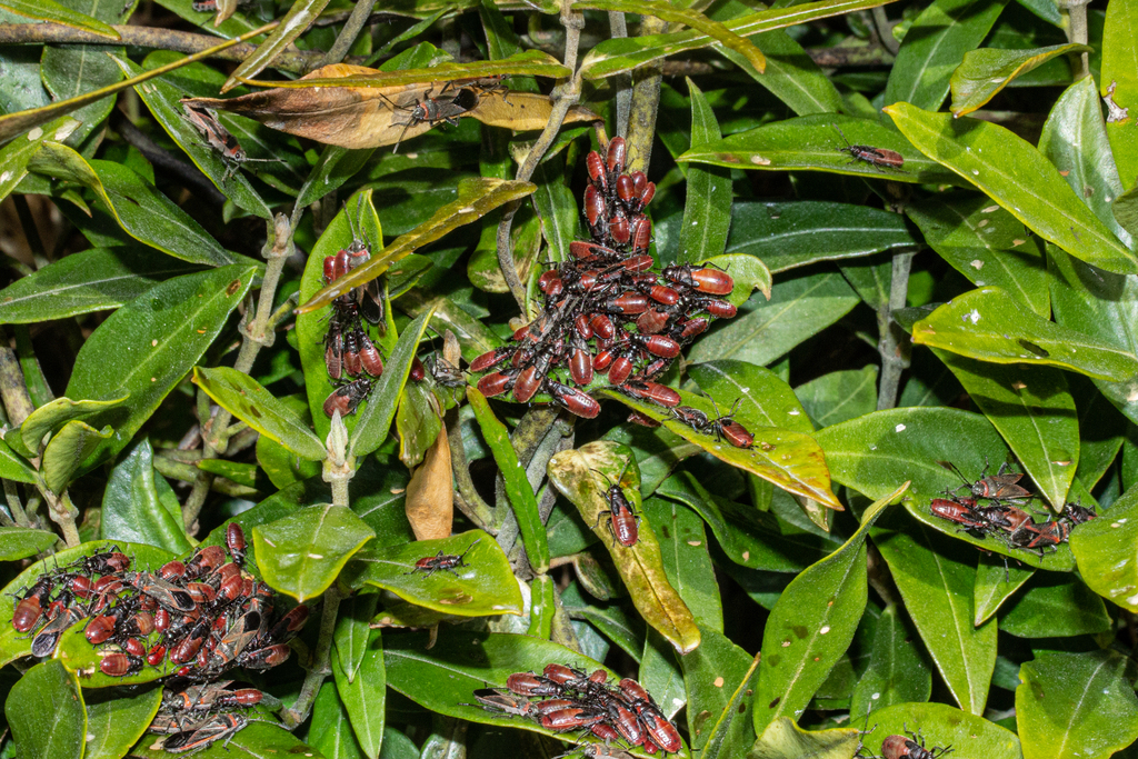 Swan plant seed bug from Portobello, Dunedin, New Zealand on May 7 ...