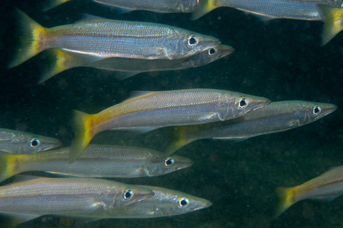 Long-finned Pikes (Family Dinolestidae) · iNaturalist