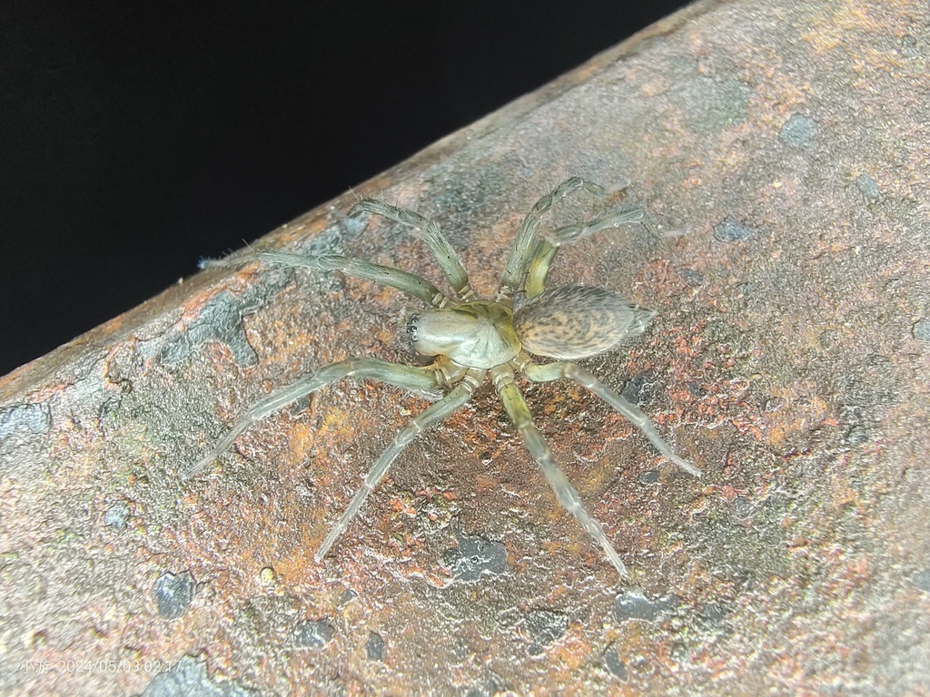RTA Clade Spiders in May 2024 by 小游 · iNaturalist