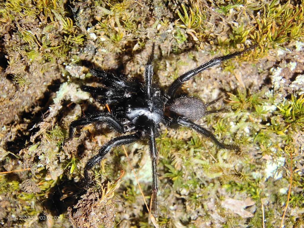 Australian Funnel-web Spiders from Honghe Hani and Yi, CN-YN, CN on May ...