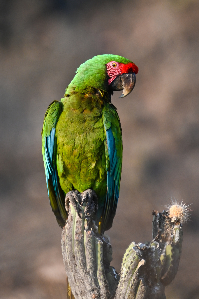 Military Macaw in April 2024 by Frank Sengpiel · iNaturalist