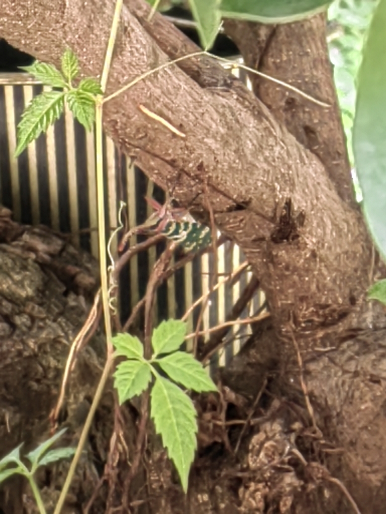 Litchi Lantern Bug from Fuzhou, CN-FJ, CN on May 3, 2024 at 01:03 PM by ...