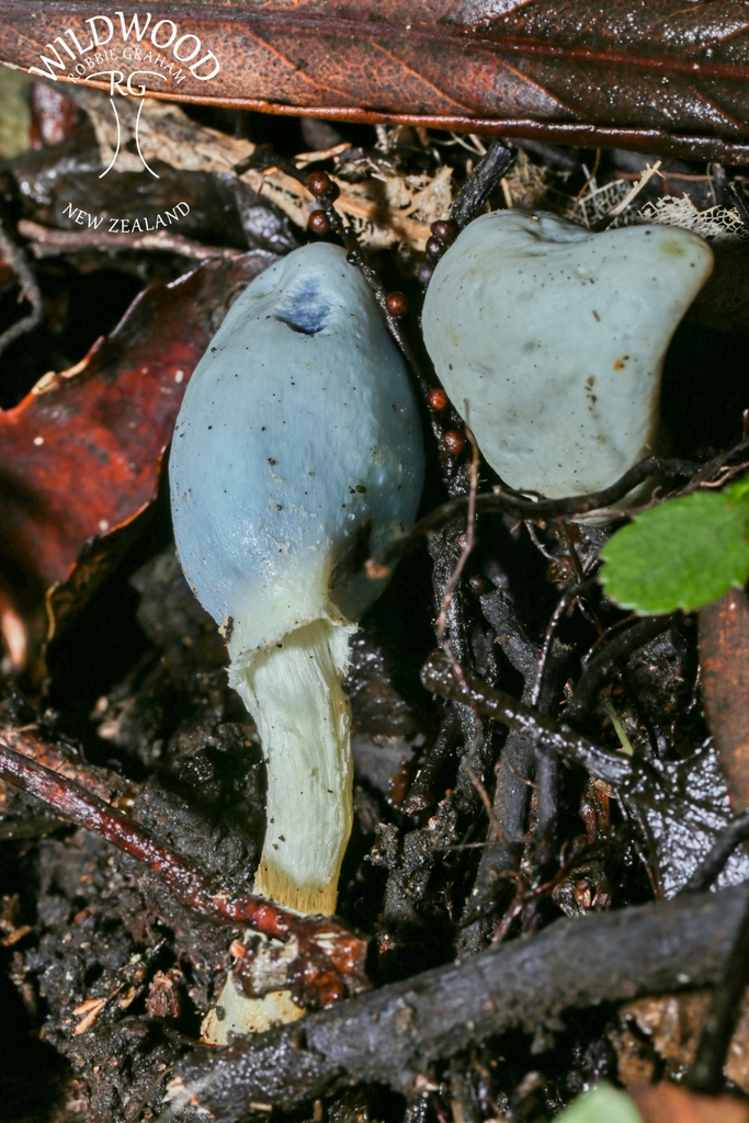 Blue Pouch Fungus from Taupo District, Waikato, New Zealand on May 7 ...
