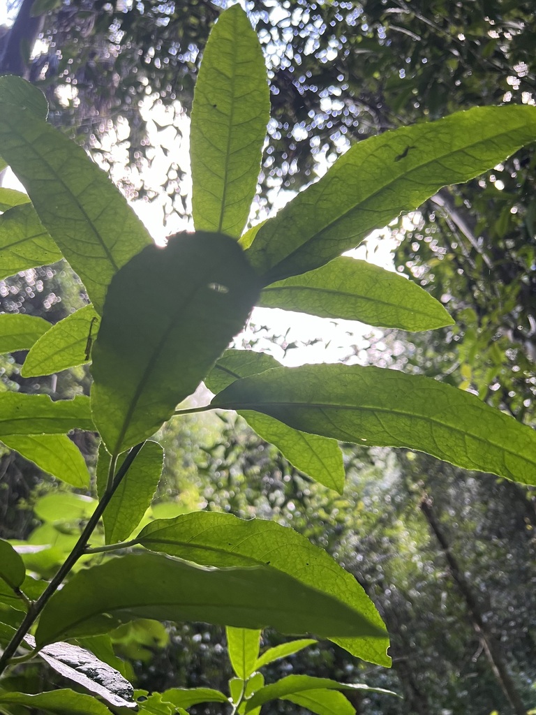 Claoxylon australe from Pointer Mountain NSW 2539, Australia on May 7 ...