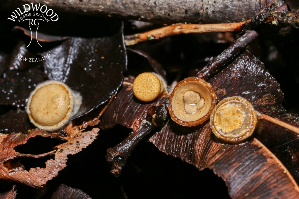 Crucibulum simile from Taupo District, Waikato, New Zealand on May 7 ...