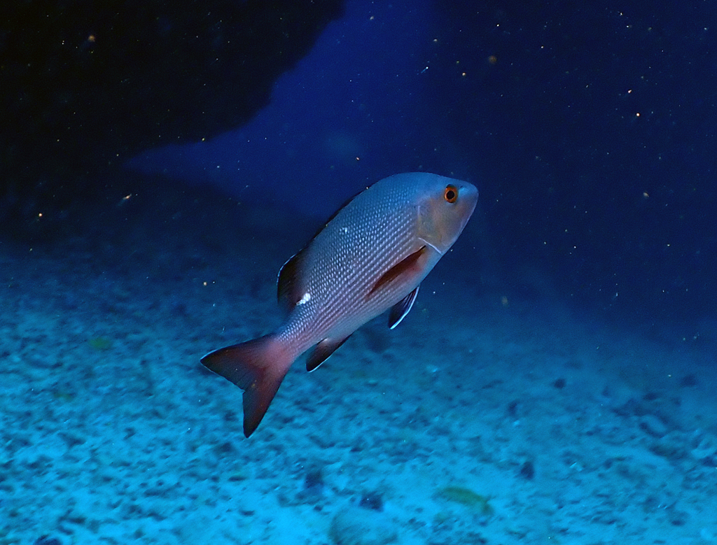 Two-spot Red Snapper from Norfolk Island on April 6, 2024 at 01:32 PM ...