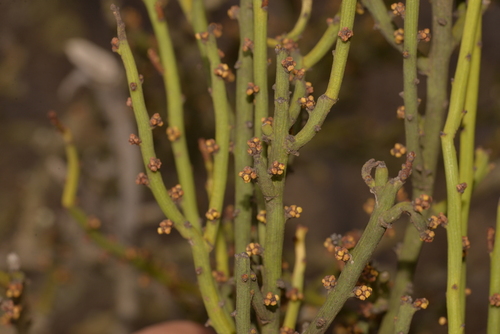 Exocarpos capnodioides · iNaturalist United Kingdom
