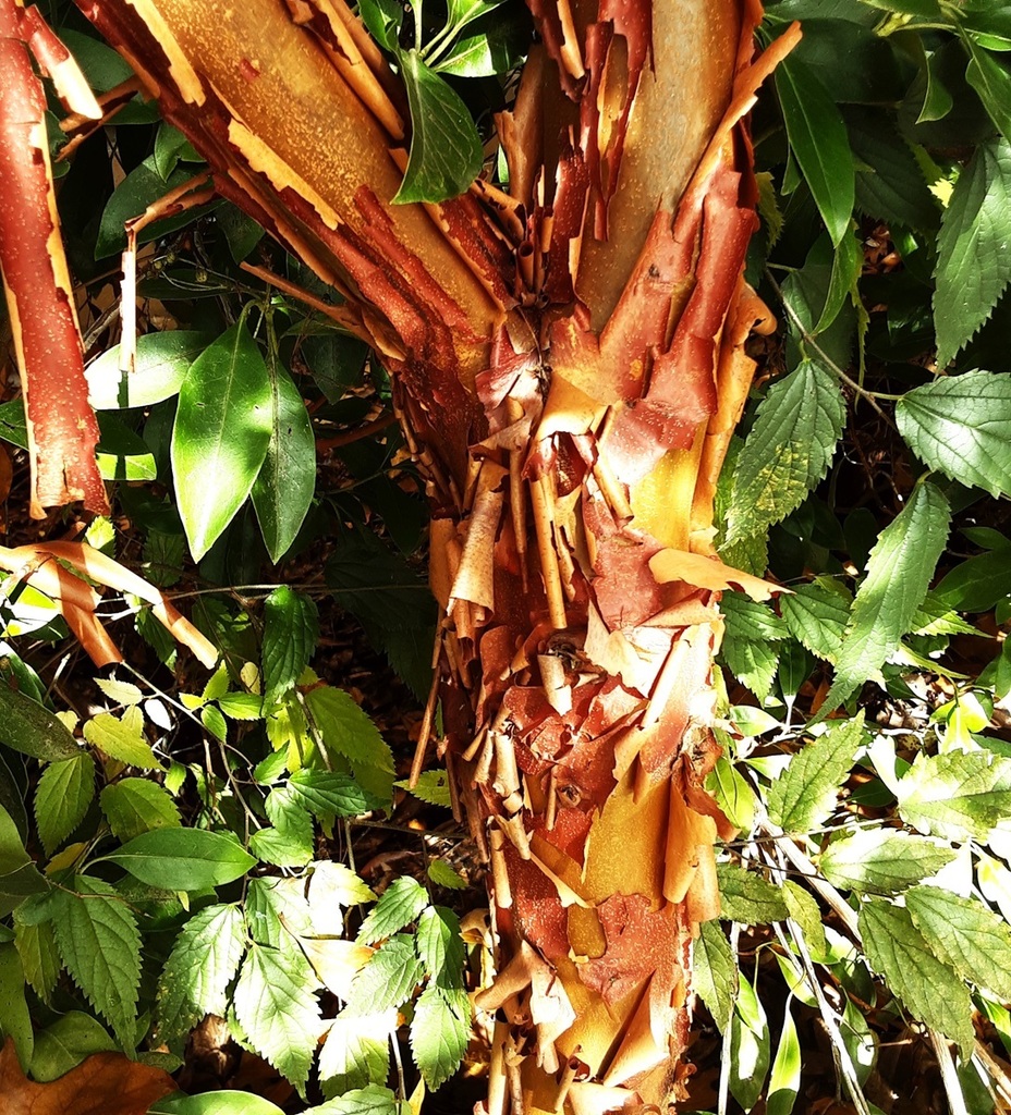 Paperbark Maple in May 2024 by Chris Jonkers · iNaturalist
