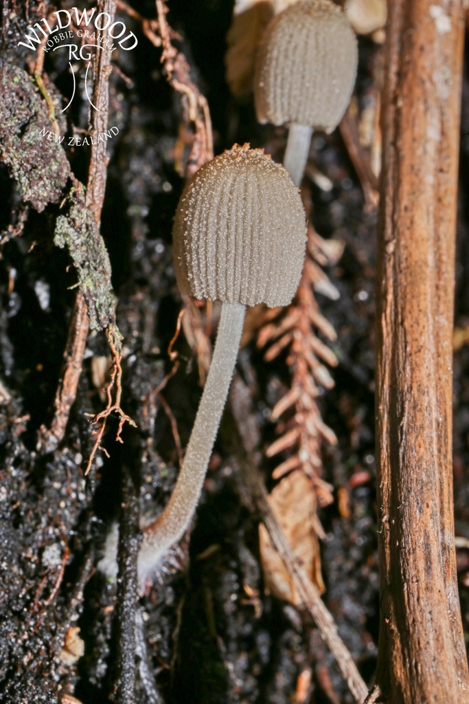 Coprinellus from Taupo District, Waikato, New Zealand on May 7, 2024 at ...